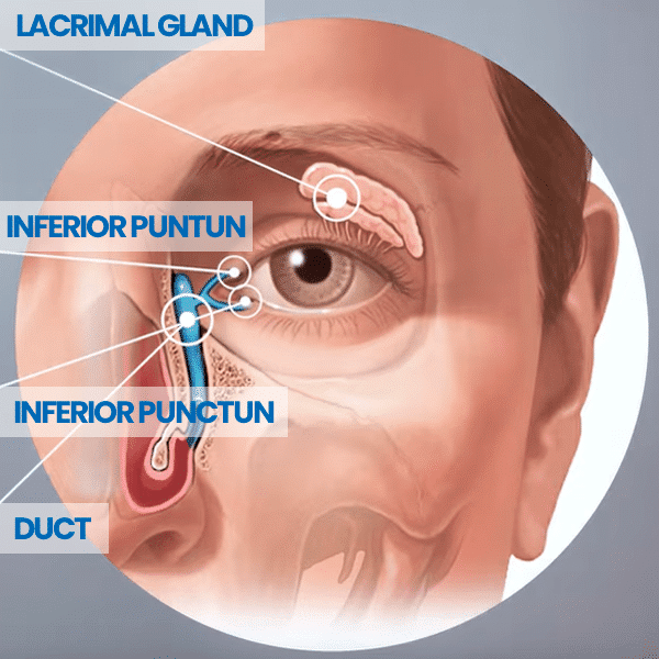 Orbits, eyelids and lacrimal pathways - Faces Facial Surgery in Lisboa ...